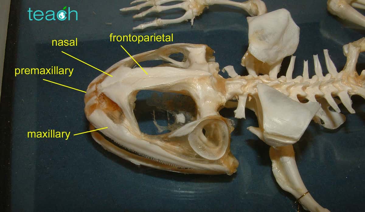 قورباغه(Rana) - دنیای زیست ////////صدای قورباغه.....ویژگی های قورباغه ...